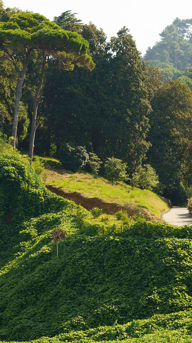 Batumi Botanical Garden | Explore Nature Near Radisson Blu